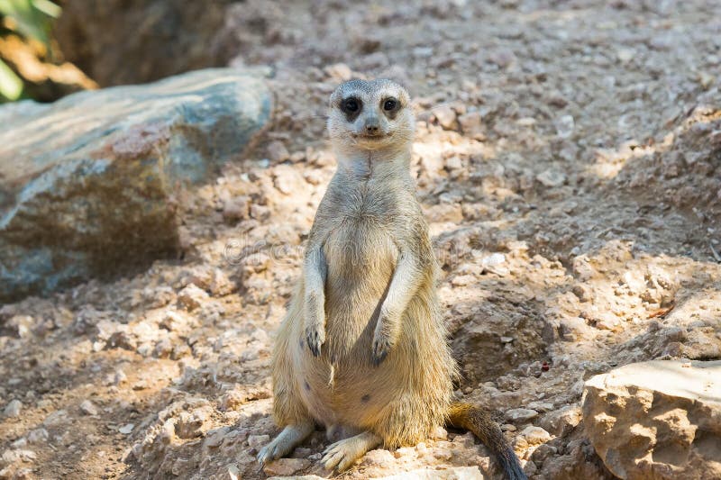 Suricata Lindo Que Se Sienta En Hierba Y La Observación Foto de archivo ...