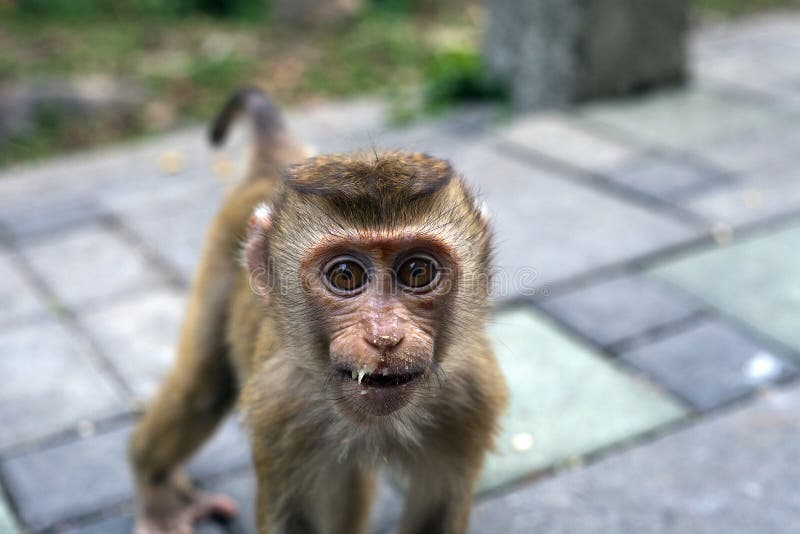 Macaco louco que grita foto de stock. Imagem de isolado - 10349886