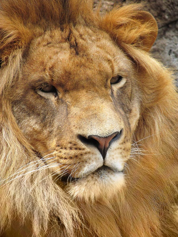 imagens de stock Leo Olhar Fixamente - Baixe 82 Royalty Free