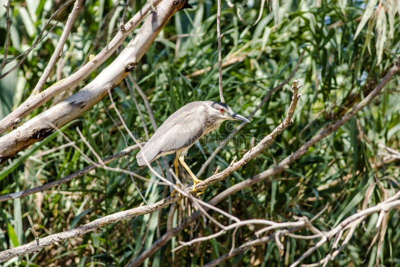 867 Garza Negra Fotos - Libres de Derechos y Gratuitas de Dreamstime