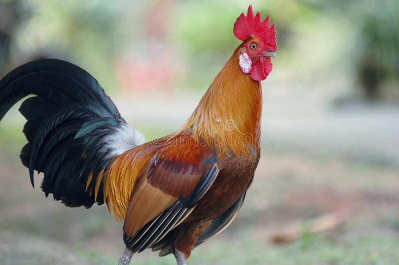 Única Posição Pequena Marrom Do Galo Ou Do Galo No Telhado Vermelho Na ...
