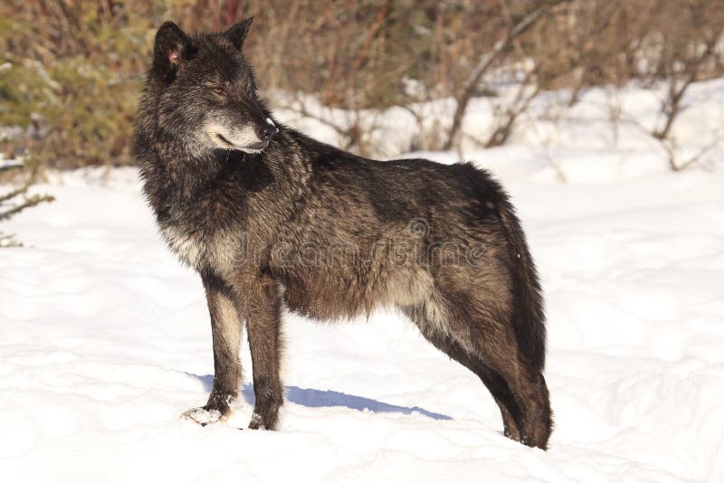 Lobo Preto Com Olhos Brilhantes Foto de Stock - Imagem de canis, mikael ...