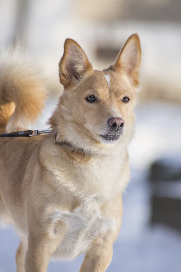 Perro rojo en la calle foto de archivo. Imagen de entrenamiento - 137029160