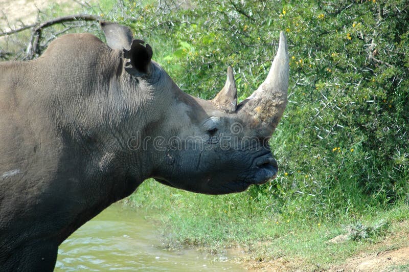 Retrato Principal Do Rinoceronte Foto de Stock - Imagem de prado ...
