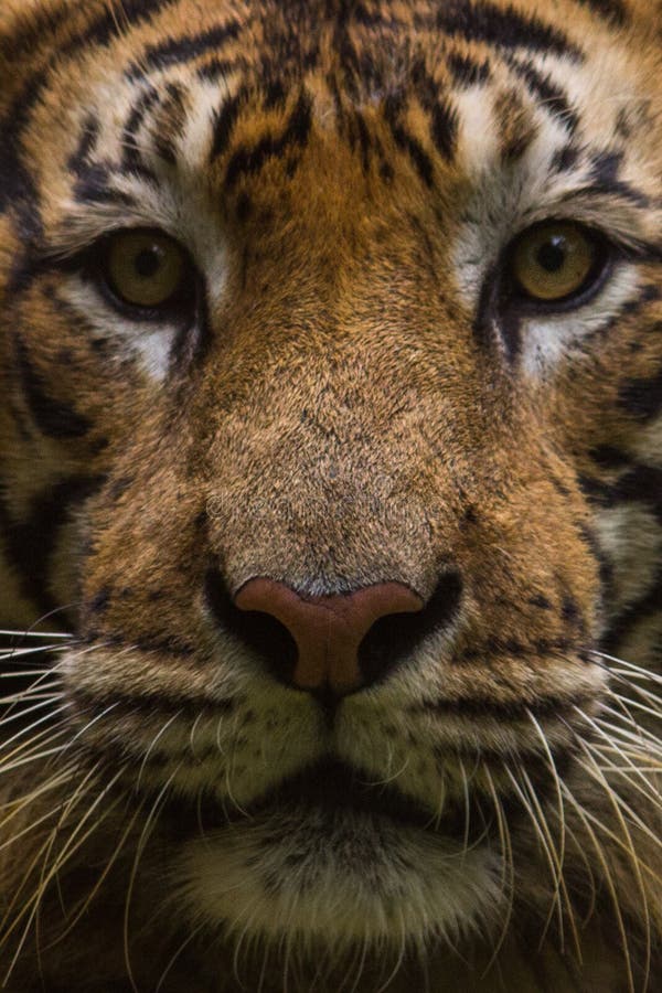 Retrato Real Del Tigre De Bengala Imagen de archivo - Imagen de real ...