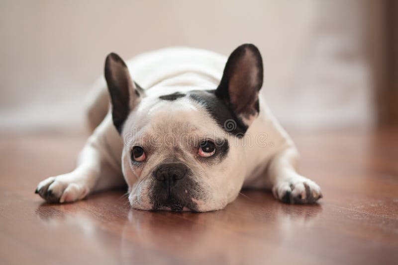 208 Perro Decepcionado Fotos de stock - Fotos libres de regalías de ...