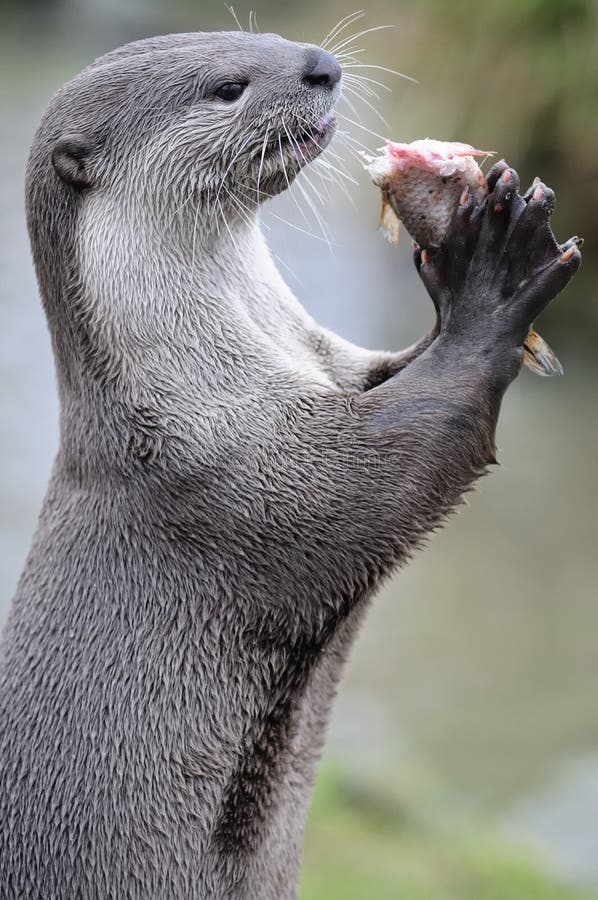 Lontra imagem de stock. Imagem de wildlife, marrom, implorar - 233693