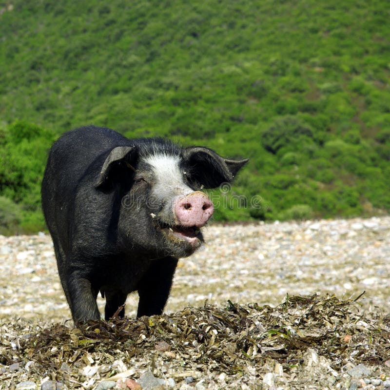 Retrato salvaje del cerdo imagen de archivo. Imagen de retrato - 16619735