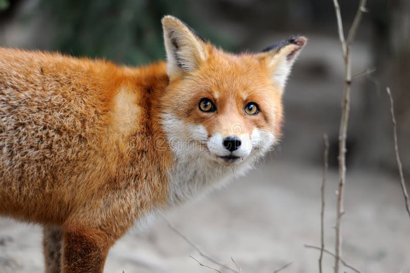 Retrato Selvagem Da Raposa Vermelha Foto de Stock - Imagem de fauna ...