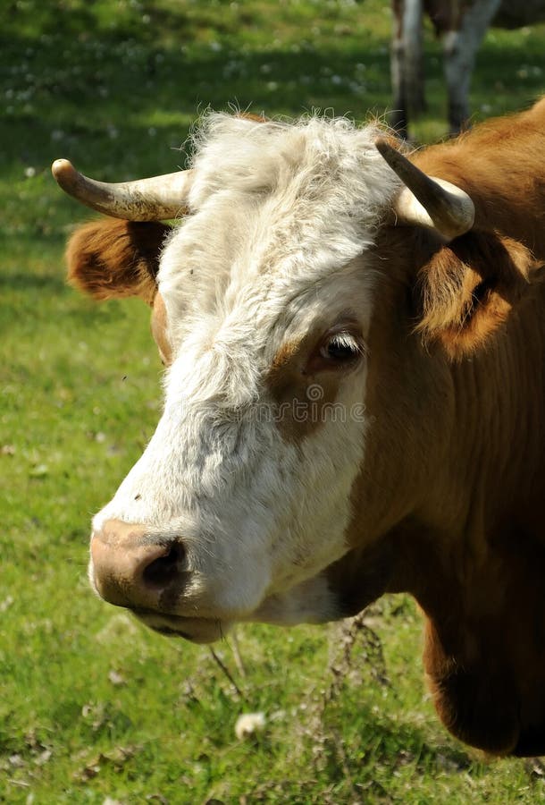 Retrato sueco de la vaca imagen de archivo. Imagen de vaca - 19525105