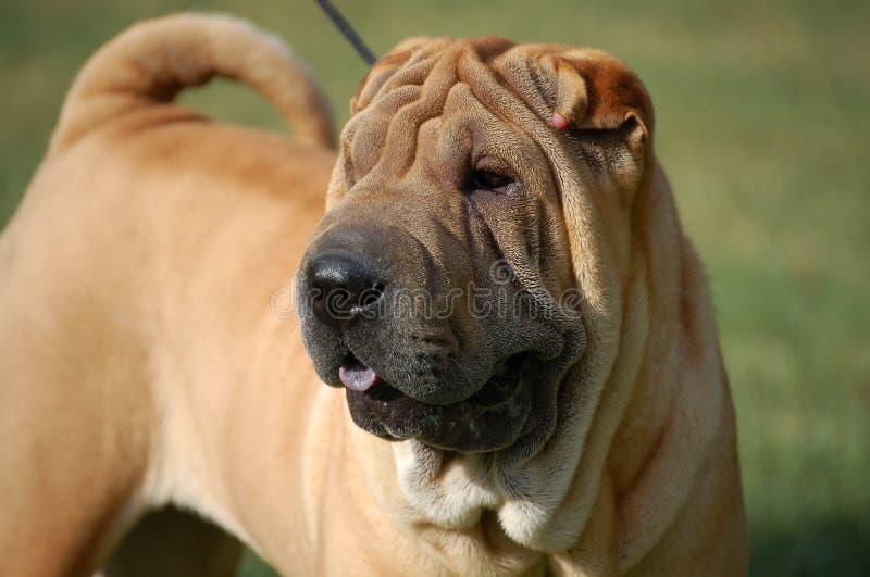 Bozal Del Primer Del Perro Del Sharpei Foto de archivo - Imagen de poco ...