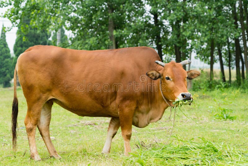Retrato a Vaca Marrom Que Pasta a Grama No Campo Foto de Stock - Imagem ...