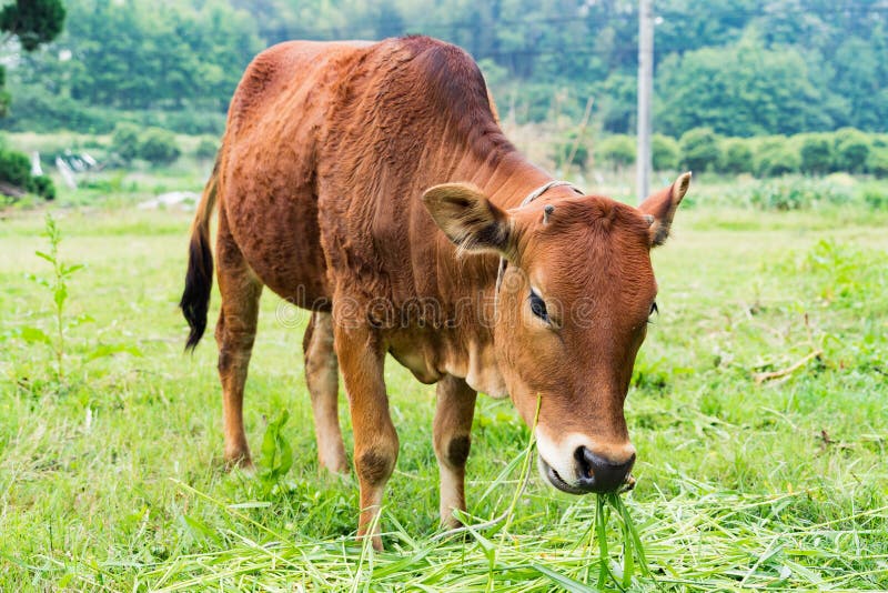 Retrato a Vaca Marrom Que Pasta a Grama No Campo Imagem de Stock ...