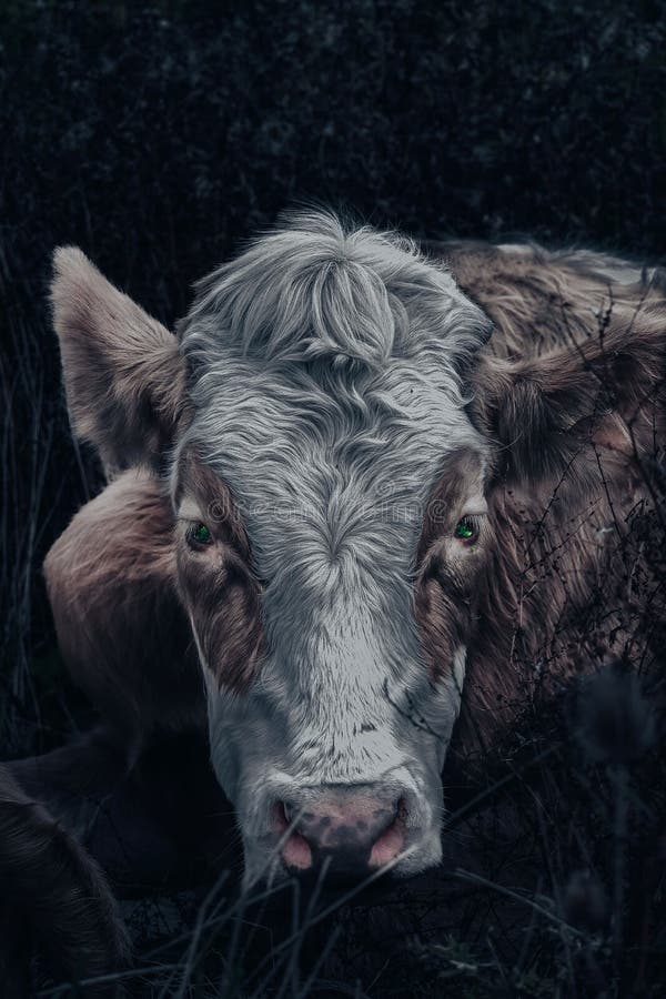 Retrato Vertical De Uma Vaca Pastando Em Tons Escuros Foto de Stock ...