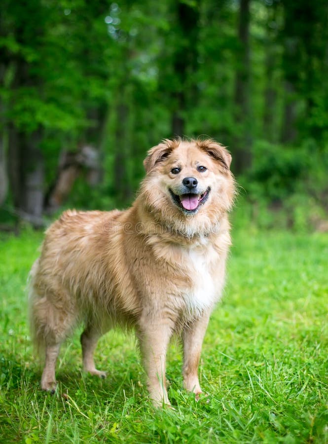 Collie Golden Retriever Chow Mix