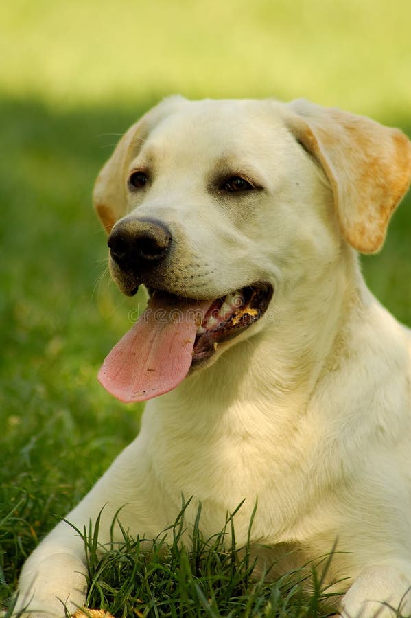 Labrador Preto De Raça Pura Imagem de Stock - Imagem de tranquilo ...