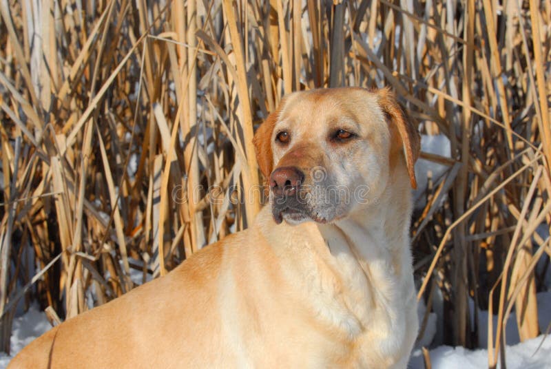 Retriever De Labrador Amarelo Foto de Stock - Imagem de inverno, frio ...