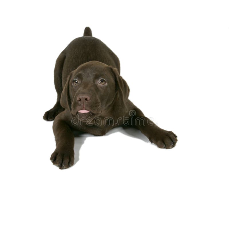 Retriever De Labrador Do Filhote De Cachorro Imagem de Stock - Imagem ...