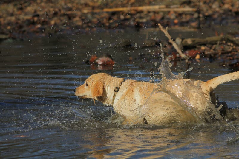 Retriever De Labrador Dourado Imagem de Stock - Imagem de labrador ...
