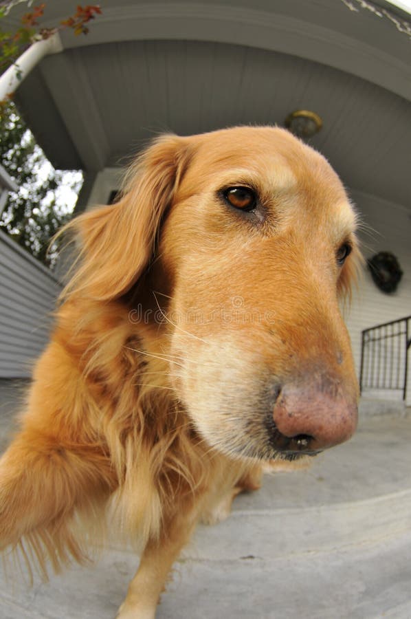 Retriever Dog Shaking with Paw Stock Image - Image of patient, face ...