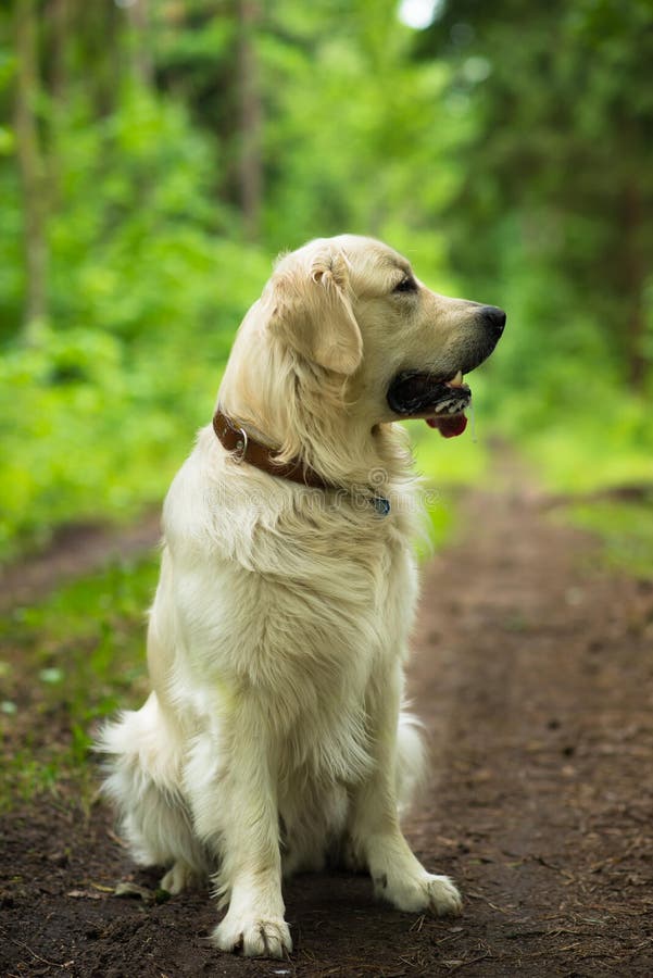 Golden retriever foto de stock. Imagem de isolado, perfil - 38975762