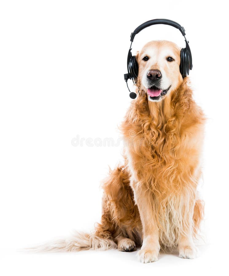 Dog in headset stock image. Image of earphones, golden - 41761357