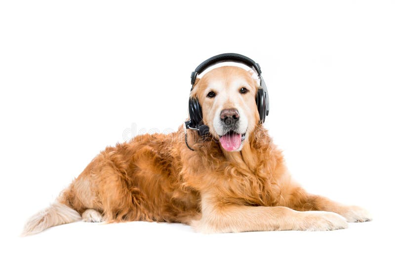 Labrador Retriever Headphones Stock Photos - Free & Royalty-Free Stock ...
