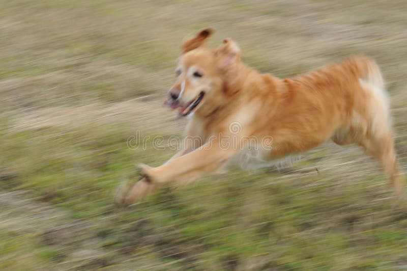 Retriever Running with Slobber Stock Photo - Image of meadow, slobber ...