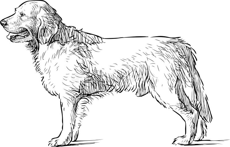 Retriever sketch stock vector. Illustration of hound - 54279812