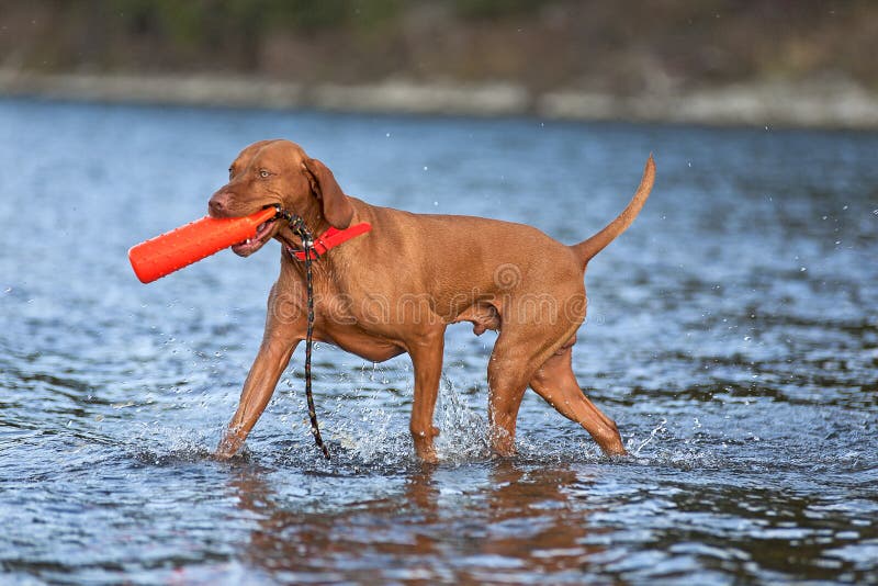 Retrieving dog stock image. Image of dummy, animal, training - 22685153