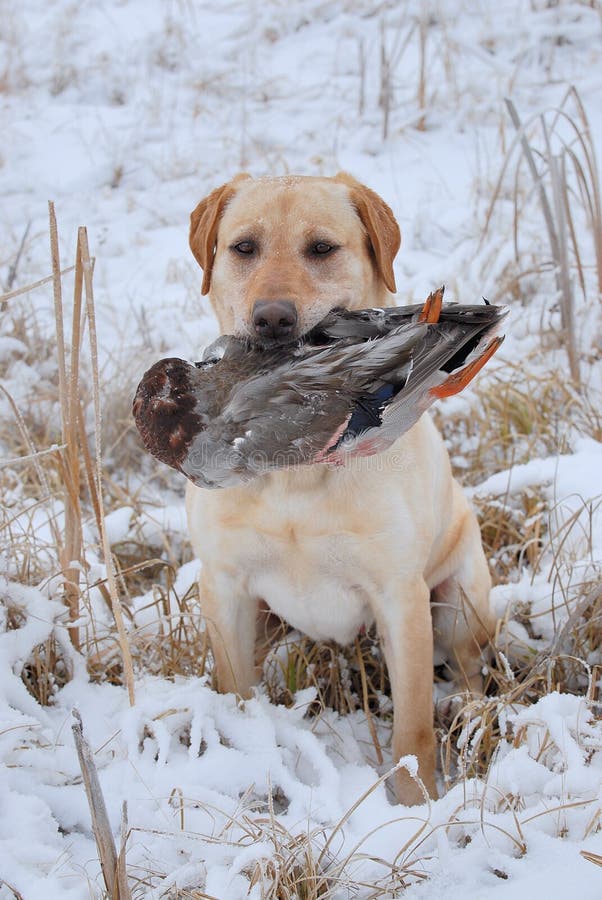 Yellow Labrador Retriever With Duck Stock Image - Image of ducks, bird ...