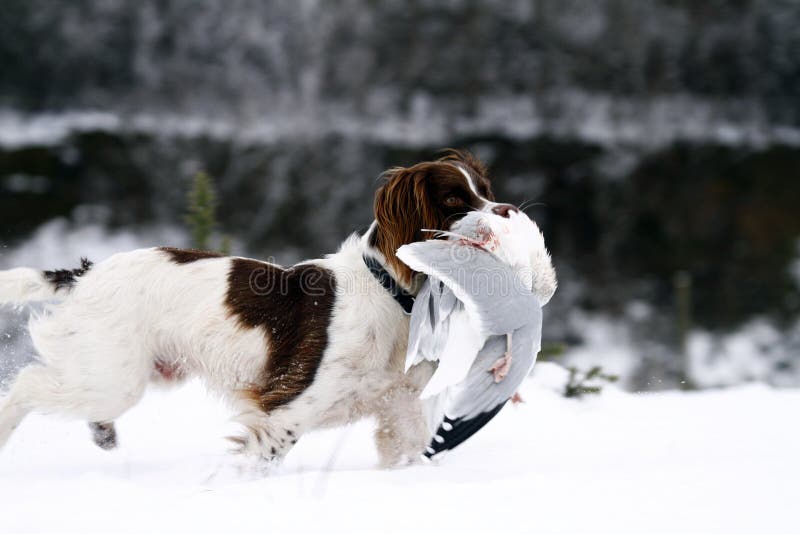 Retrieving Springer Spaniel Dog Stock Photo - Image of breed, companion ...