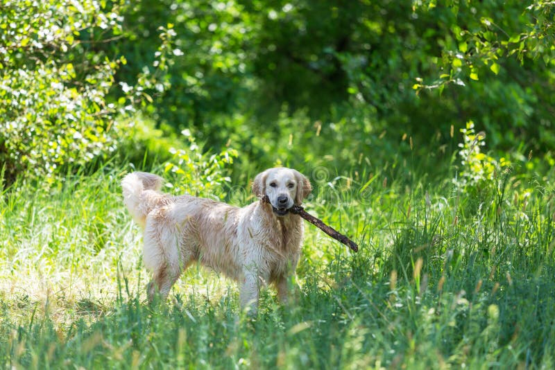 Retriver stock photo. Image of green, happy, companion - 54185980