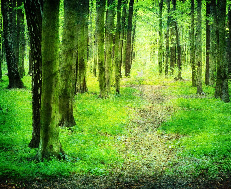 Retro forest stock photo. Image of wild, forest, retro - 268509502