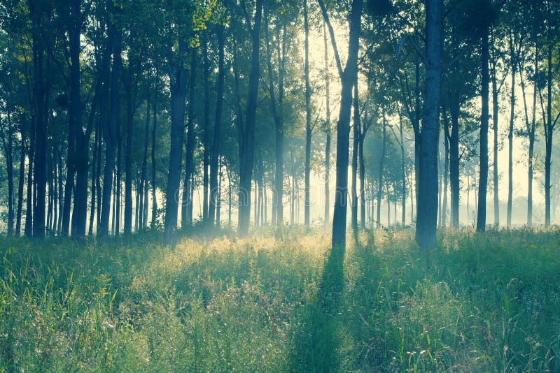 33,021 Pastel Forest Stock Photos - Free & Royalty-Free Stock Photos ...