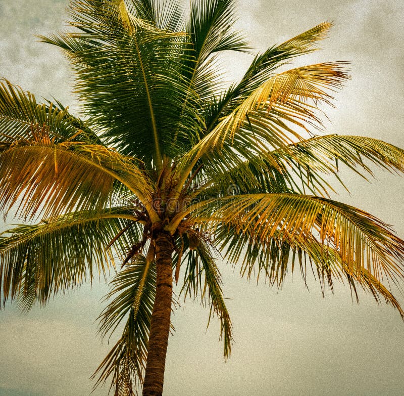 Retro Palm Tree on the Sky. Stock Photo - Image of landscape, blue ...