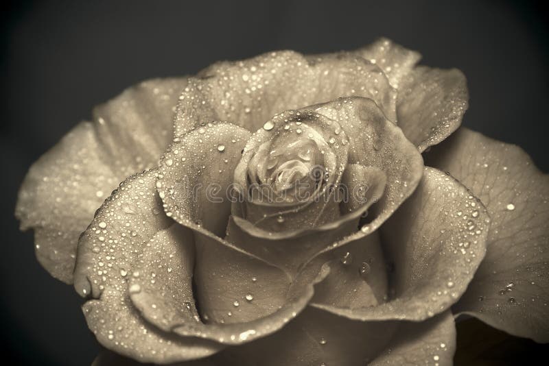 Retro rose stock image. Image of romantic, style, dark - 3268217