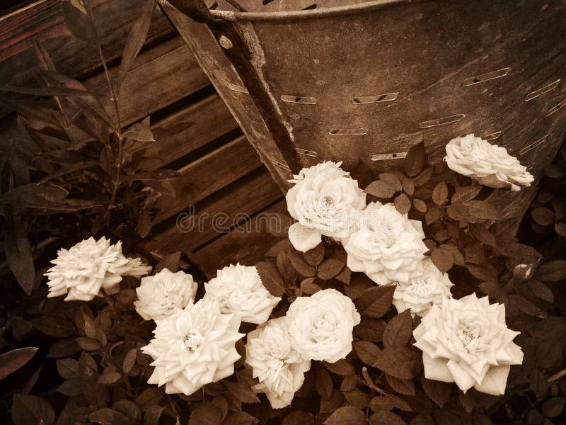 Retro roses stock image. Image of metal, photograph, brown - 67117085