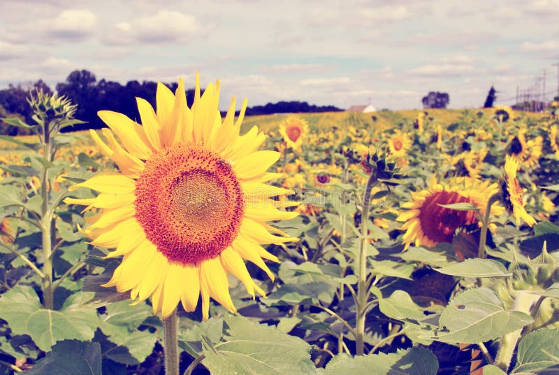 Sunflower Field & Barn stock image. Image of colors - 21121407