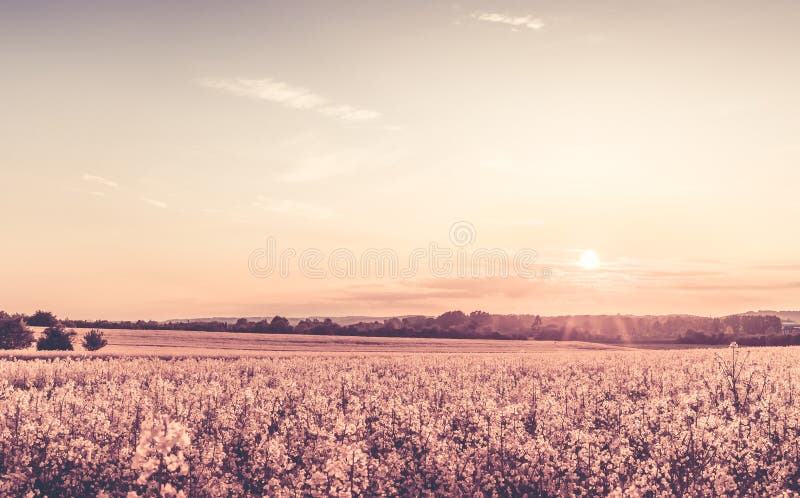Retro Sunset Hawaii Palm Trees Stock Photo - Image of aged, relaxation ...