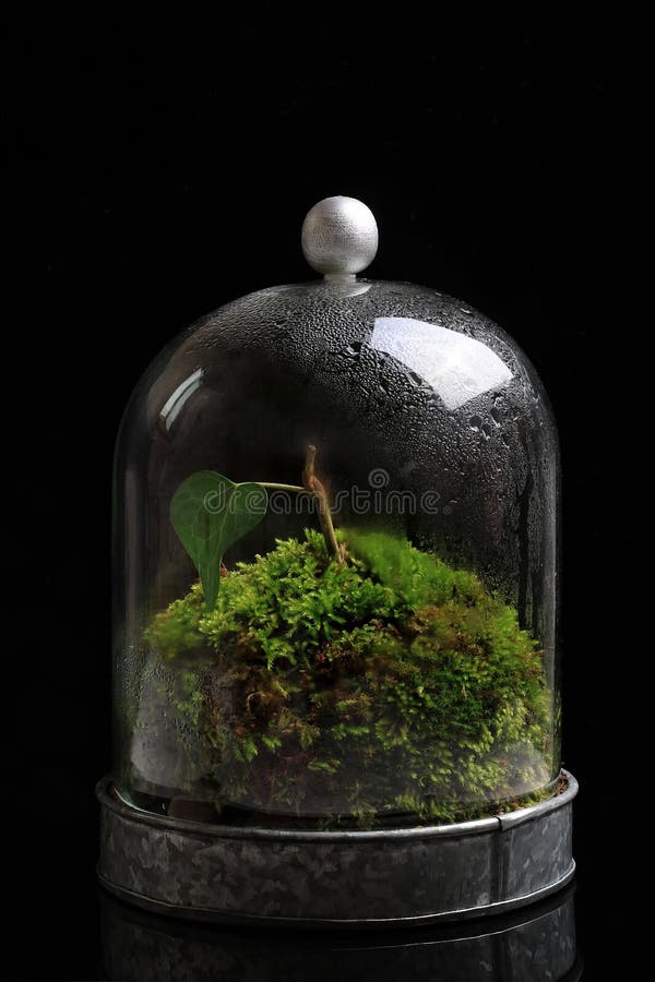 Retro Terrarium stock image. Image of home, moss, botany - 316744467