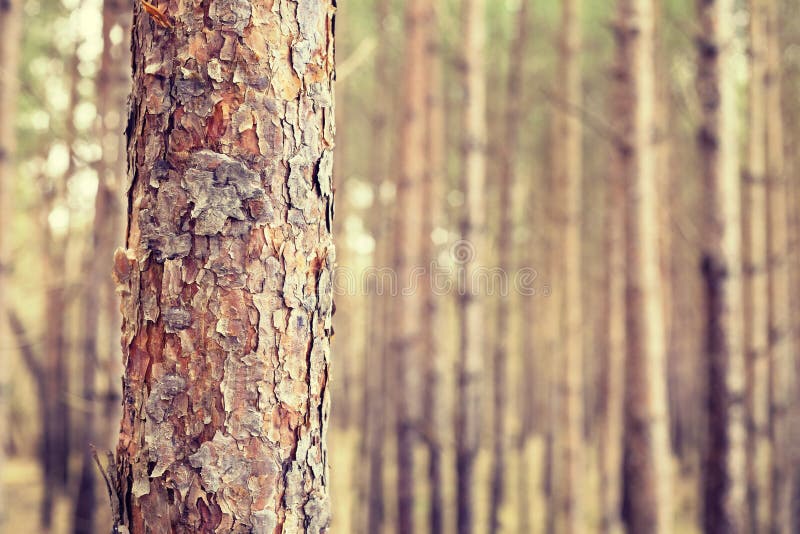 Retro Tone Pine Tree Trunk, Shallow Depth of Field. Stock Photo - Image ...