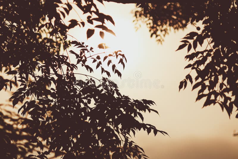 A Retro View of Sunset in the Forest Stock Photo - Image of background ...