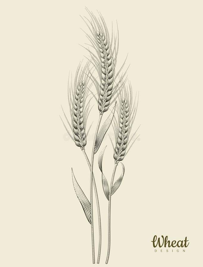 Wheat Ear Line Drawing Stock Illustrations – 664 Wheat Ear Line Drawing ...