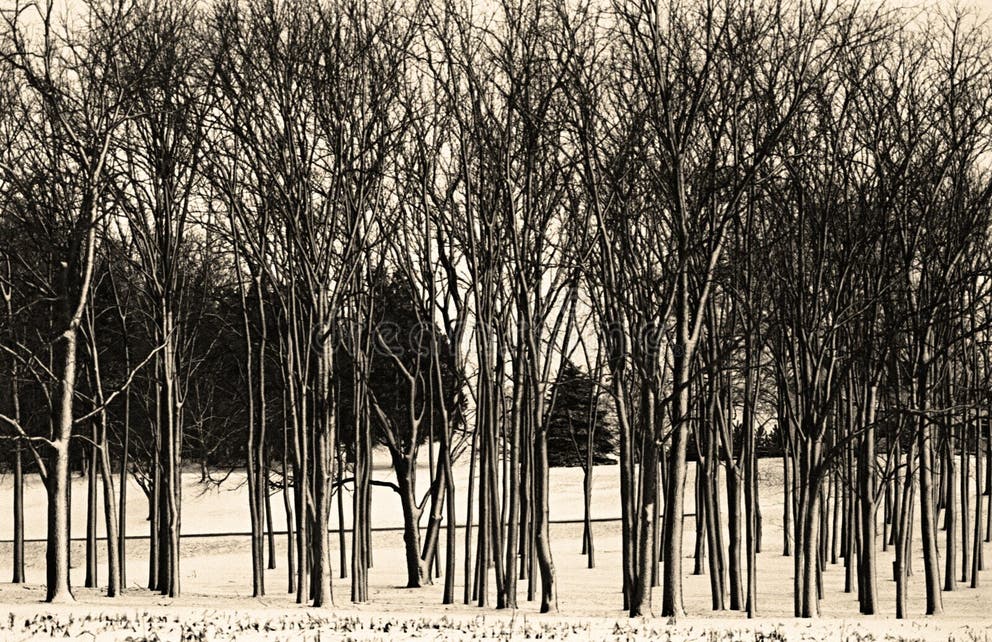 Retro Wooded Scene stock photo. Image of seasonal, outdoor - 38547036