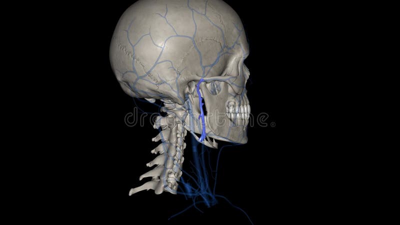 The Retromandibular Vein is a Major Vein of the Face Stock Video ...