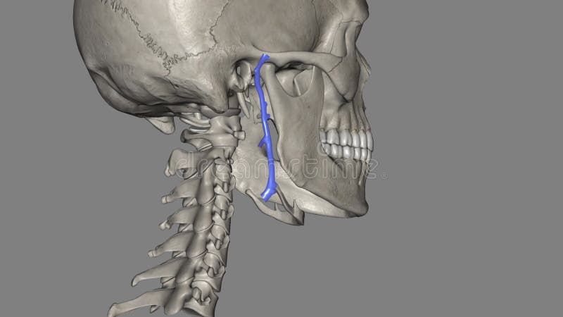 The Retromandibular Vein is a Major Vein of the Face Stock Video ...