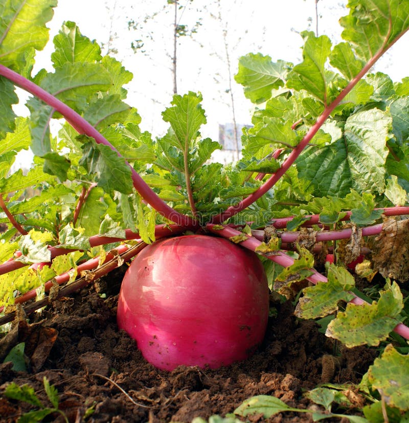 Daikon-Rettiche stockbild. Bild von gemüse, vitamin, blatt - 30756637