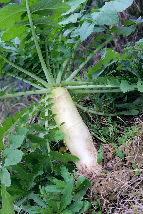 Roter Rettich stockfoto. Bild von grün, rettiche, ackerland - 131944972