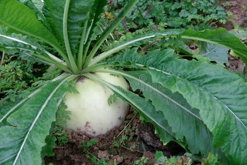 Rettich stockbild. Bild von frisch, ungesalzen, rettich - 22182693